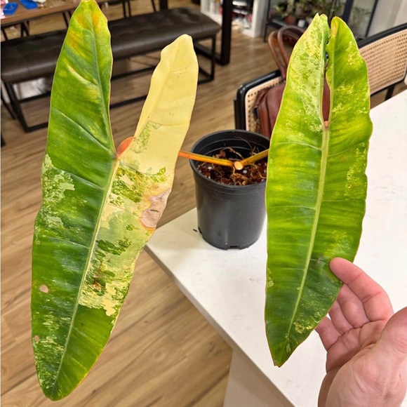 Urban Outfitters | Tops | Philodendron Billietaie Variegated Houseplant ...